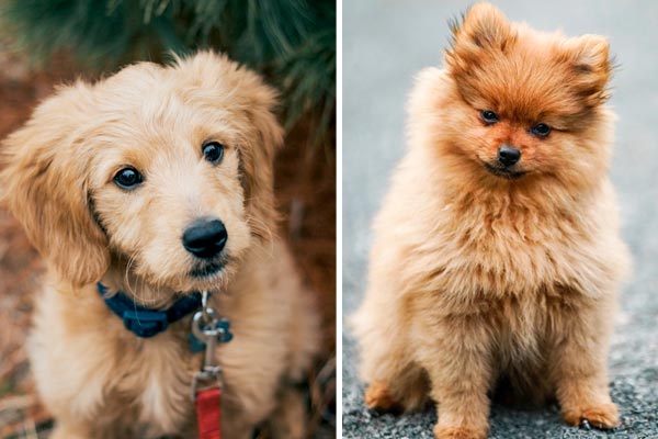 Pomeranian Golden Retriever Mix Puppies