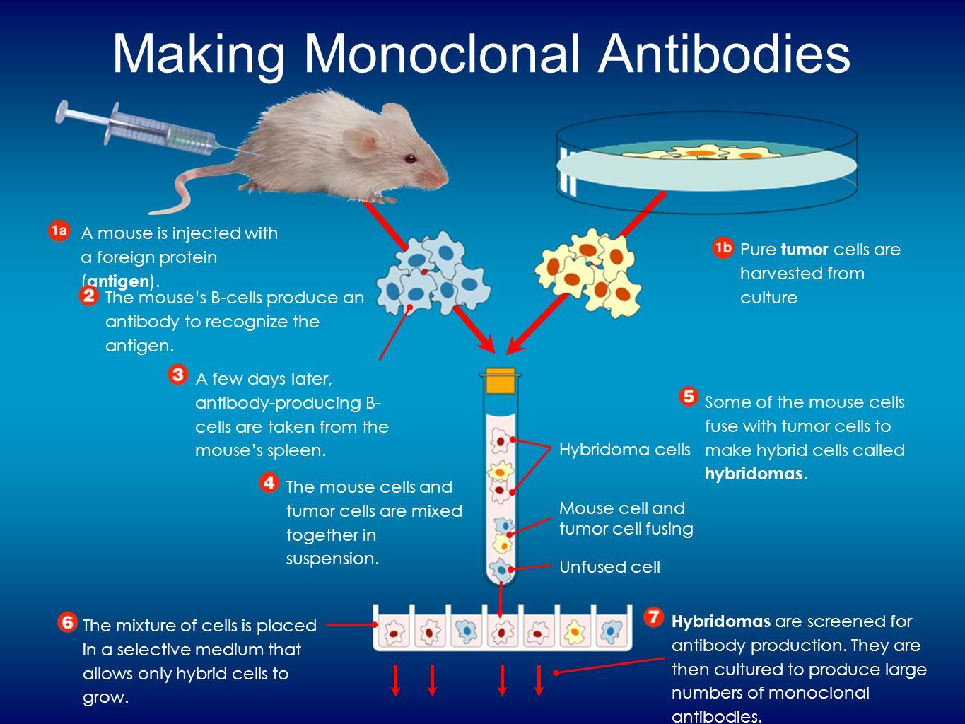 Monoclonal Antibody Market Business Opportunities Forecast 2028